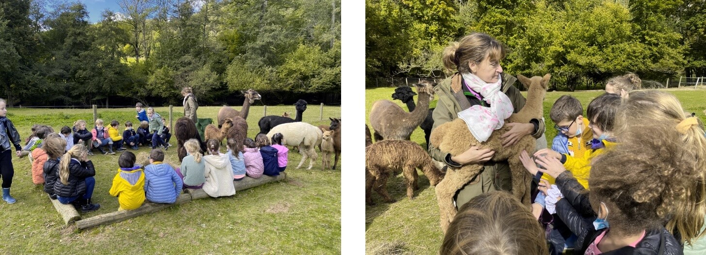 Visit to the Alpaca farm - Ombrosa